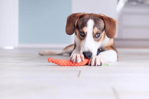 Kauspielzeug für deinen Hund einfach selber machen: DIY-Zergel-Rübe ...